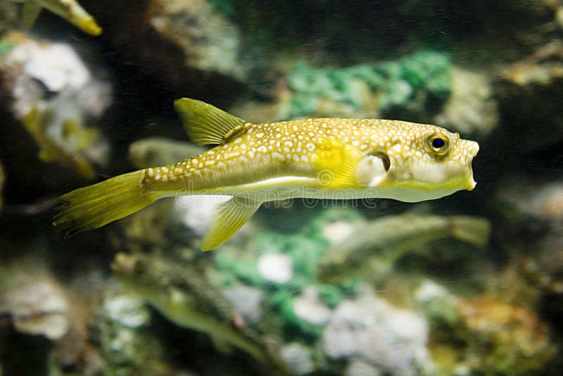Exotic fish stock image. Image of aquarium, ocean, mouth - 1481927