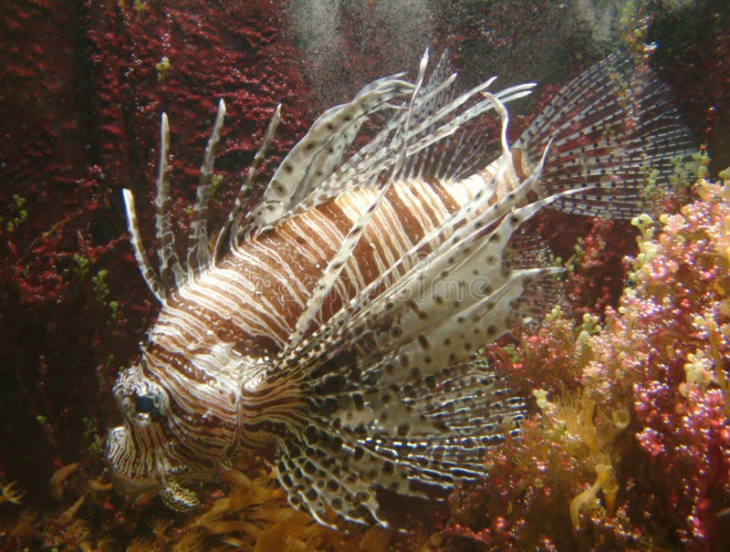 Exotic fish stock photo. Image of tank, swim, rare, pretty - 3666566