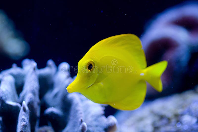 Exotic fish stock image. Image of aquarium, ocean, mouth - 1481927
