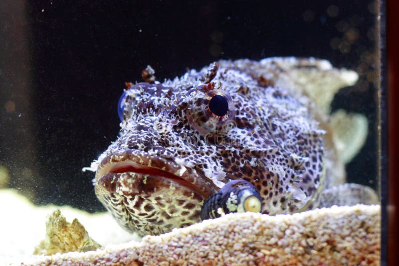 Exotic fish stock image. Image of animal, tide, spotted - 18780587