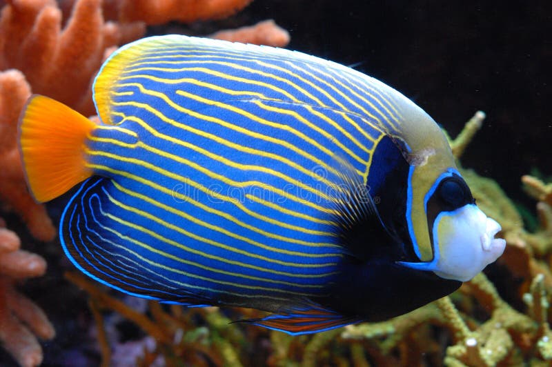 Exotic Fish 19 stock image. Image of bright, fish, swim - 5447811