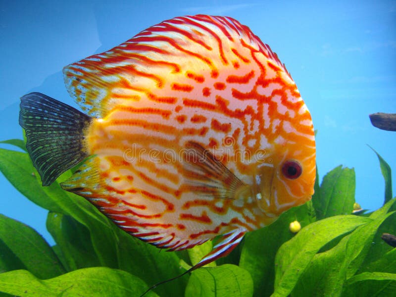 Exotic fish stock photo. Image of colored, color, aquarium - 21399528