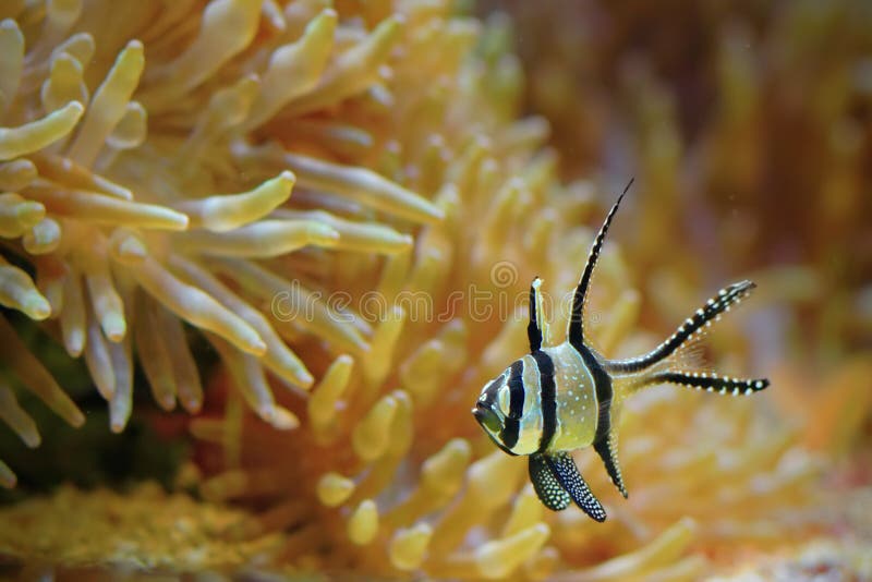 Vivid fish stock image. Image of fish, dream, nature - 18478145