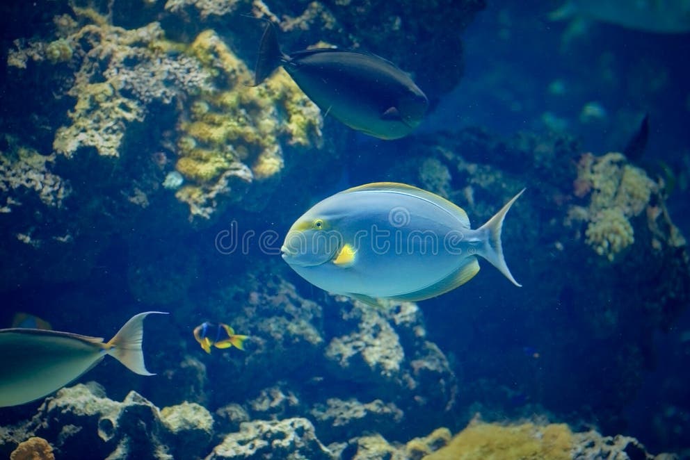 Exotic fish stock photo. Image of shot, rock, aqua, coral - 2967086
