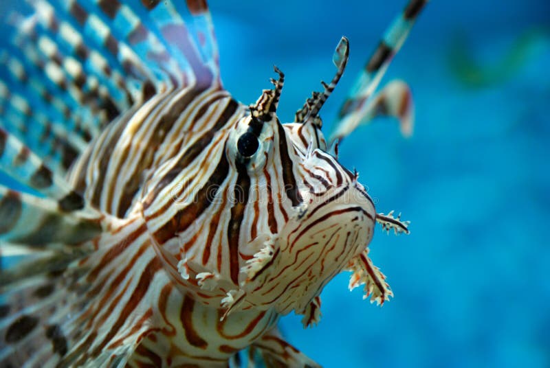 Exotic fish stock photo. Image of fish, colorful, tropical - 3666566