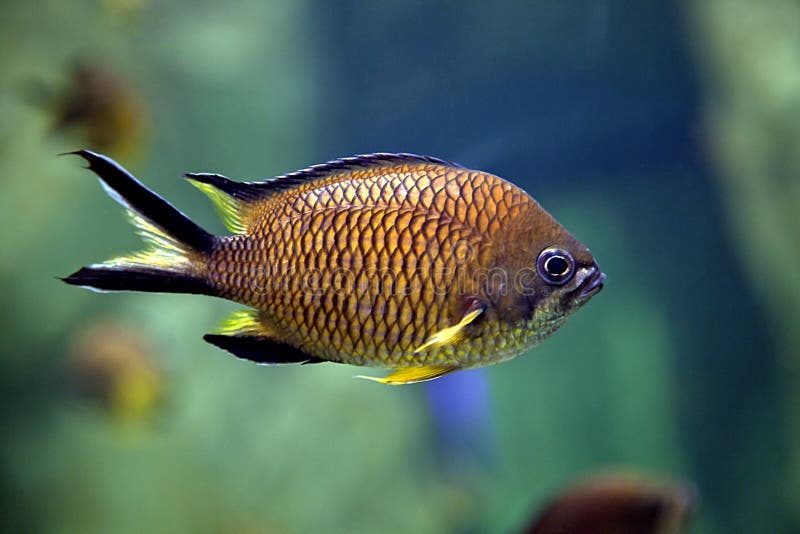 Exotic fish stock photo. Image of animals, beauty, life - 38094442