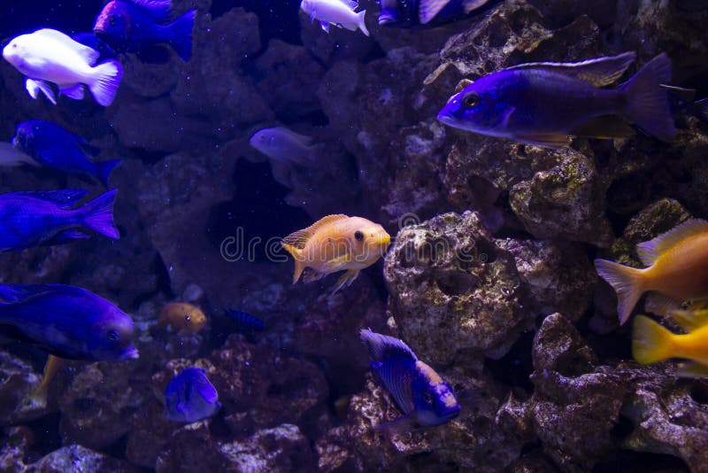 Big fish in the aquarium stock photo. Image of water - 211568806