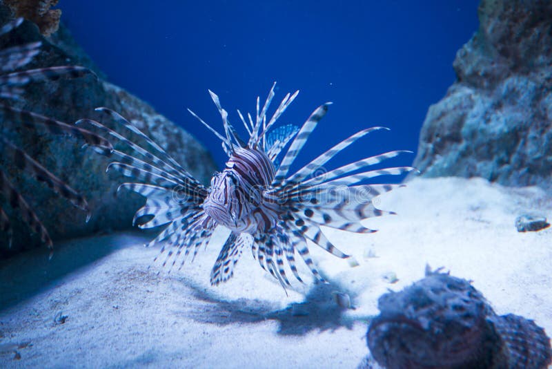 Exotic fish in coral reef stock image. Image of ocean - 12224855