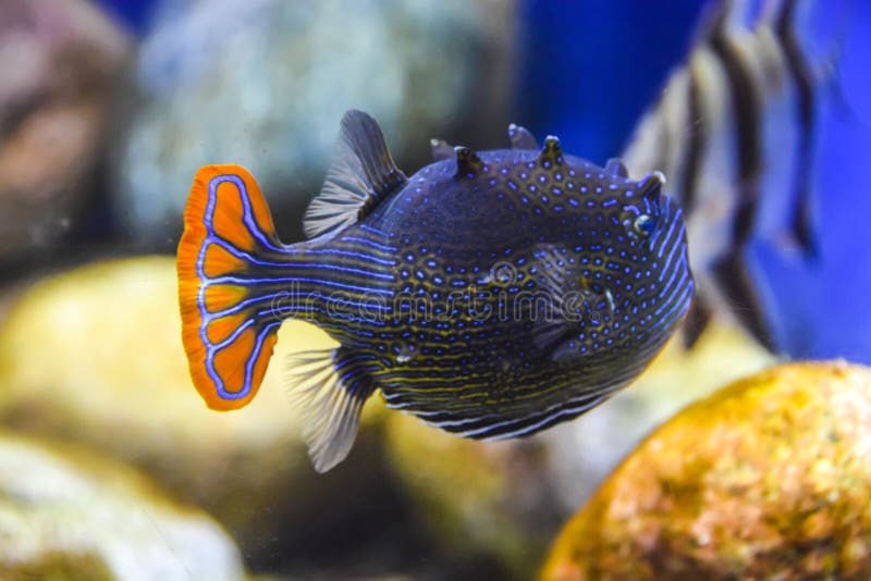 Exotic Fish Dark Blue Striped with an Orange Tail Under Water in an ...