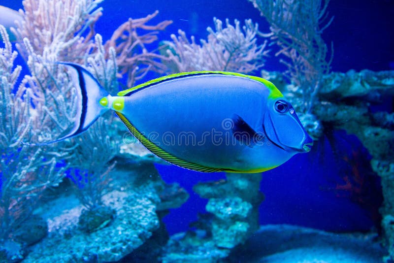 Exotic fish stock photo. Image of nature, water, animal - 251524108