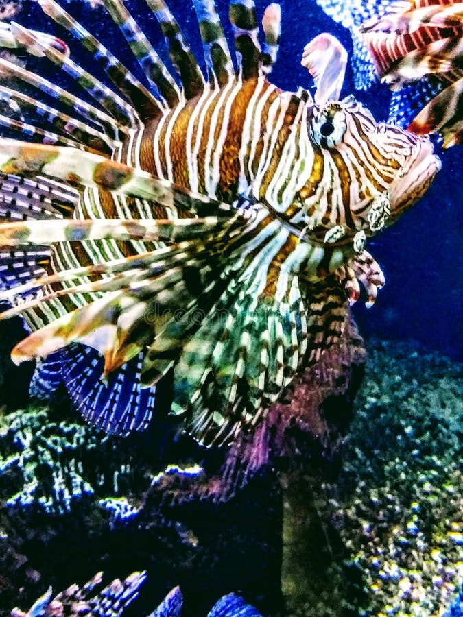 Exotic fish stock image. Image of aquarium, west, exotic - 128299983