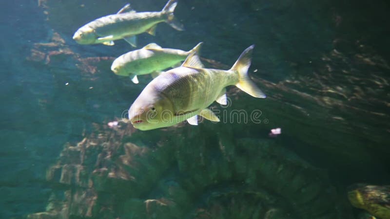 Beautiful Exotic Fish in a Large Aquarium. Excursion To the Oceanarium ...