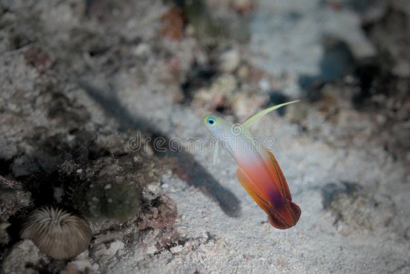 Exotic Fish in Maldives stock image. Image of scuba - 275439227