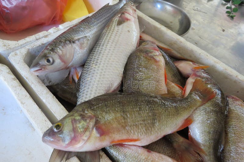 Exotic fish stock image. Image of catching, wholesome - 85871005