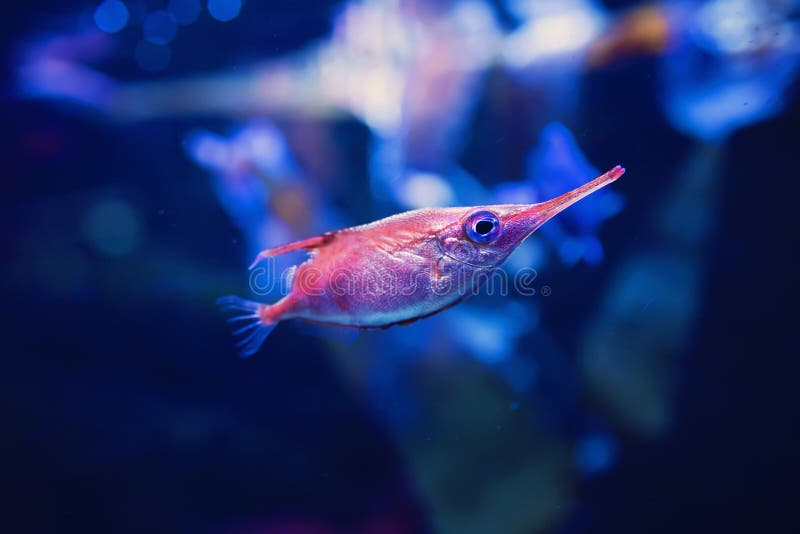 Exotic Fish in Neon Light I Stock Image - Image of ocean, indoors ...