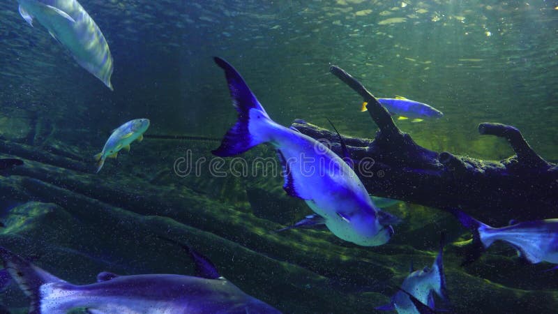 Exotic Fish Pangasius Pangasius in Water Stock Video - Video of ...