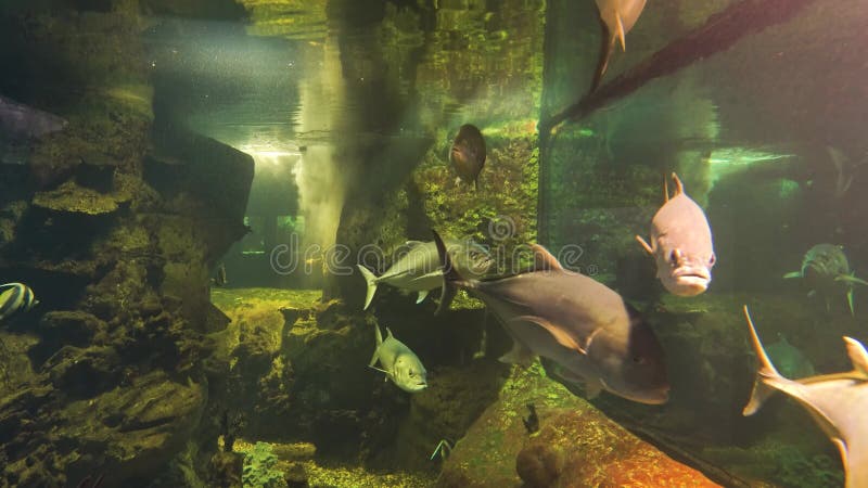 Exotic Fish Swim in a Large Aquarium. Stock Footage - Video of blue ...