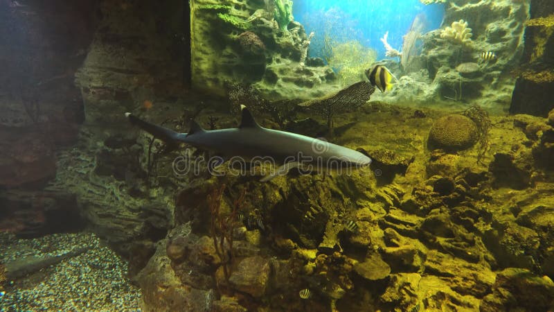 Exotic Fish Swim in a Large Aquarium. Stock Footage - Video of fish ...