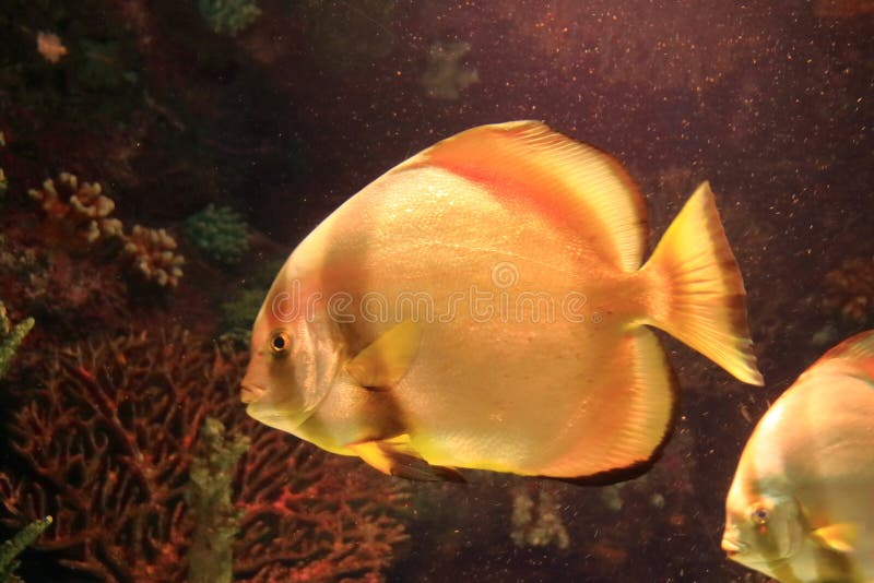 Exotic Fish Tank Aquarium in Antalya, Turkey Stock Photo - Image of ...