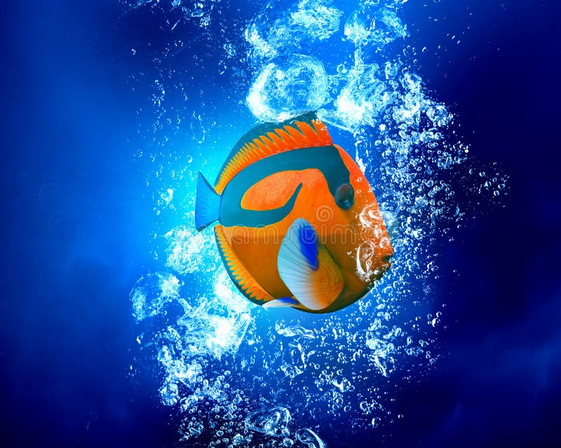 Exotic fish in water stock photo. Image of clear, beauty - 62168462