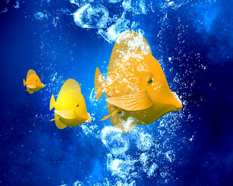 Exotic fish in water stock image. Image of travel, colorful - 62888089