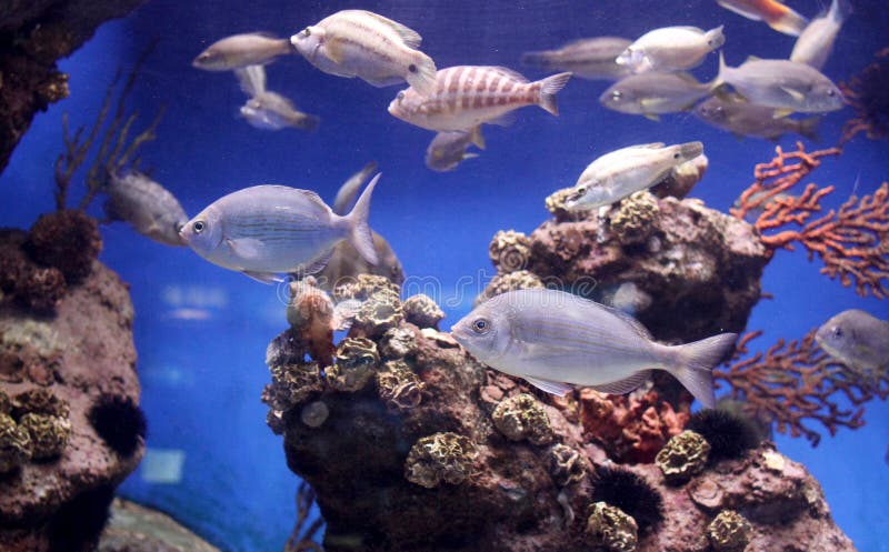 Fishes Stock Photos - Download 58,491 Royalty Free Photos