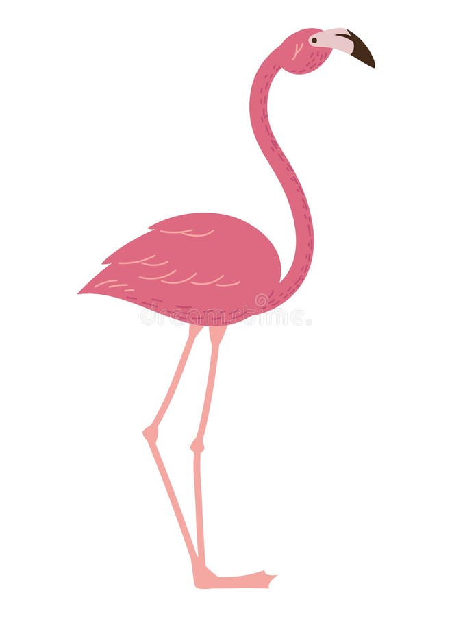 Exotic flemish bird stock vector. Illustration of exotic - 334498543