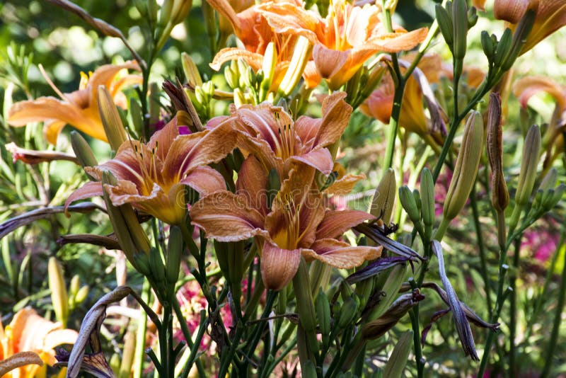 Exotic flower stock image. Image of outdoors, bright - 127684315