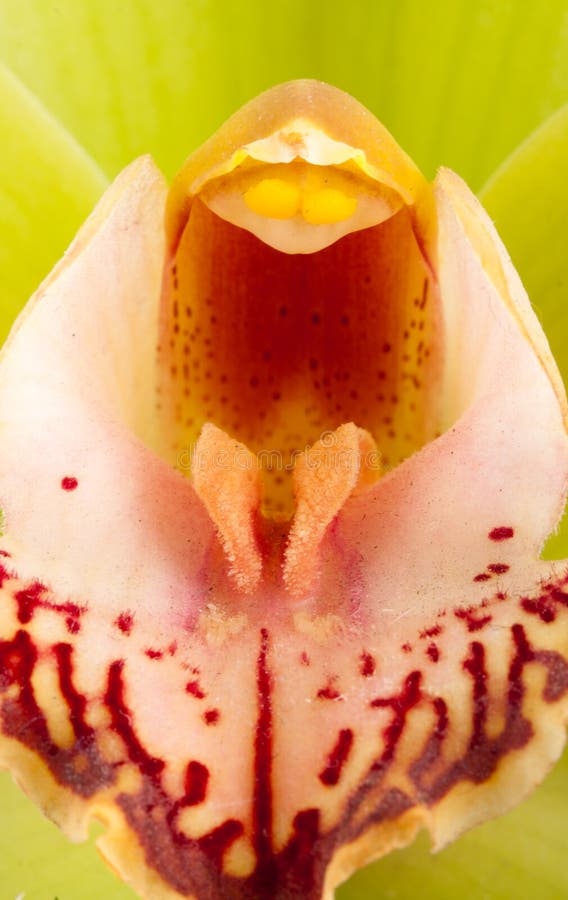 Exotic flower stock photo. Image of spring, white, plant - 19036864