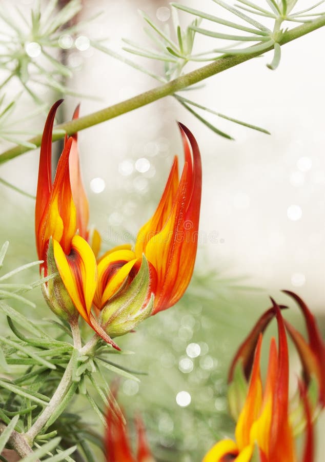 Exotic flower stock photo. Image of harmony, close, foliage - 23125194