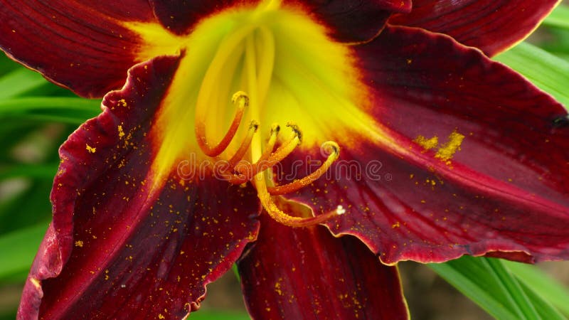 Red exotic flower stock image. Image of spring, beautiful - 7404621