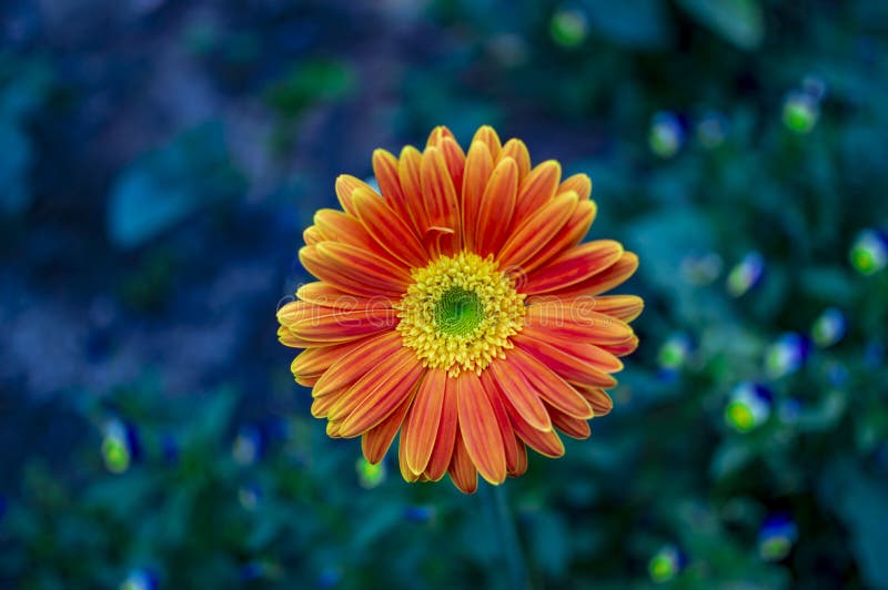 Exotic Flower of Gebera in the Park Stock Photo - Image of summer, pink ...