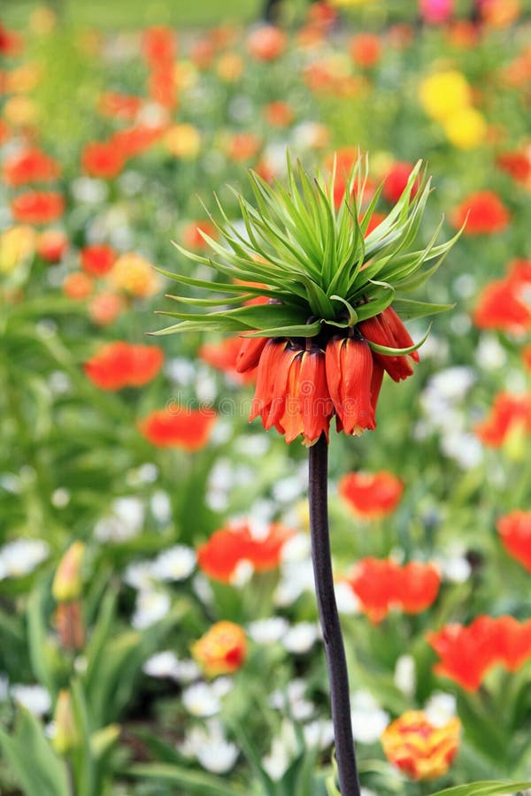 Exotic flower stock image. Image of field, season, bright - 32435755