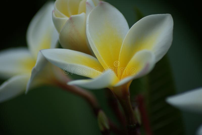 Exotic flowers in Cyprus editorial stock image. Image of view - 44441894