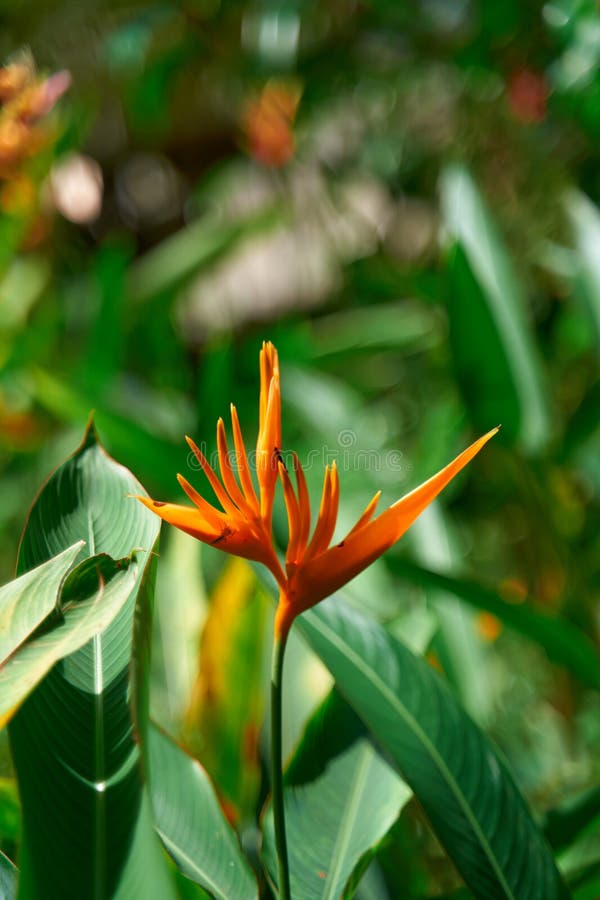 Exotic Flowers of the Herb Hellconia Psittacorum in the Garden Stock ...
