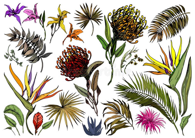 Exotic flowers set stock vector. Illustration of graphic - 162669450