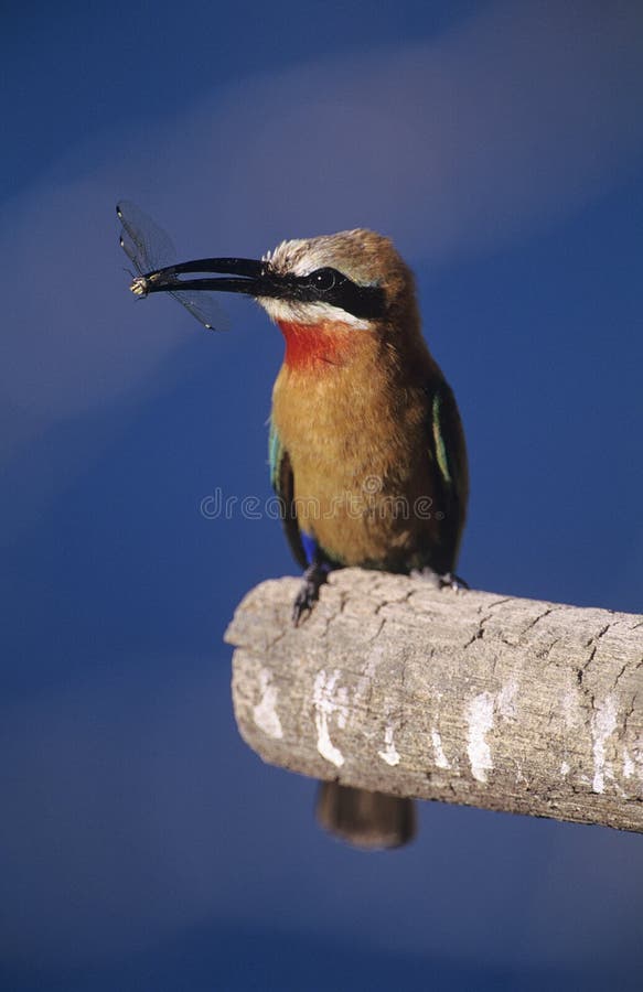 Exotic Fly Catcher Perched on Branch Stock Image - Image of outdoors ...