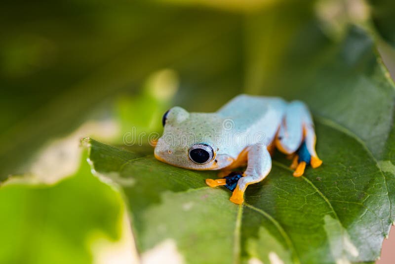 Exotic frog in the jungle stock photo. Image of little - 37541748