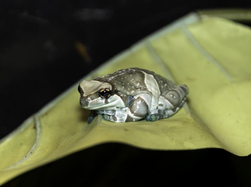 Exotic Frog Sitting Compfortably on a Large Yellow Leaf Stock Image ...