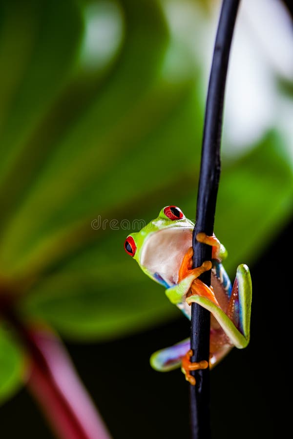 Exotic Frog in Tropical Forest Stock Image - Image of macro, costa ...