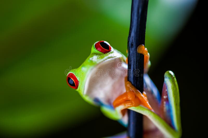 Poison dart frog Escudo stock image. Image of jungle - 28126475