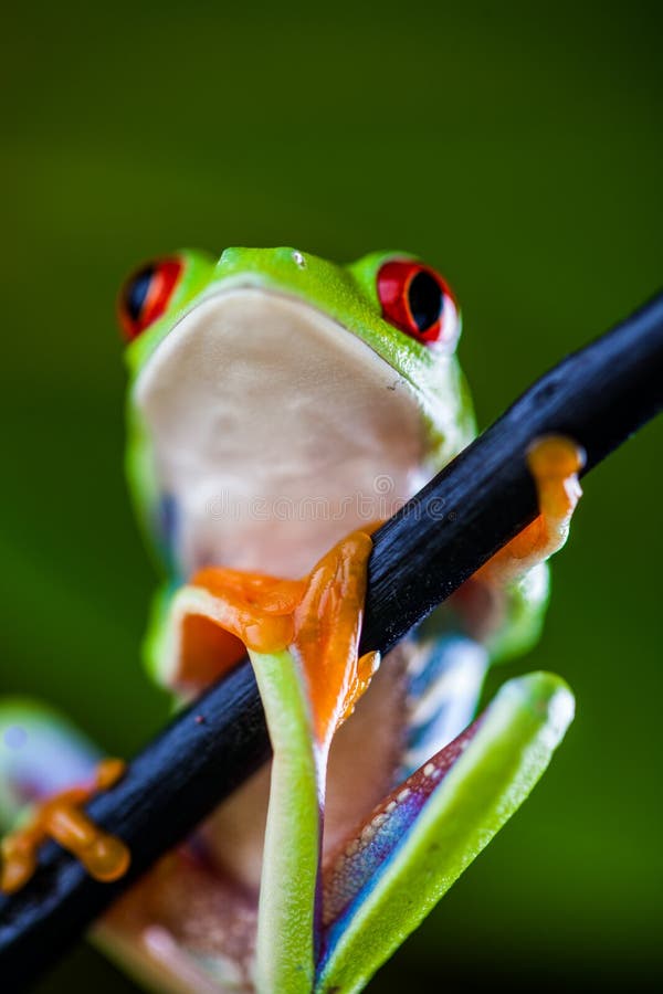 Exotic Frog in Tropical Forest Stock Photo - Image of natural, curtain ...