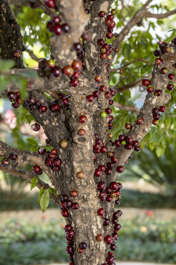 Brazilian Grape Tree, Jaboticaba, Jabotica, Jabuticabeira, Guaperu ...