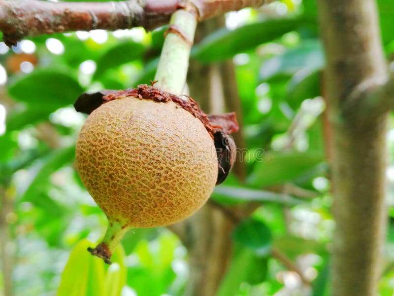 Exotic Fruit of Light Brown Color Stock Photo - Image of harvest ...