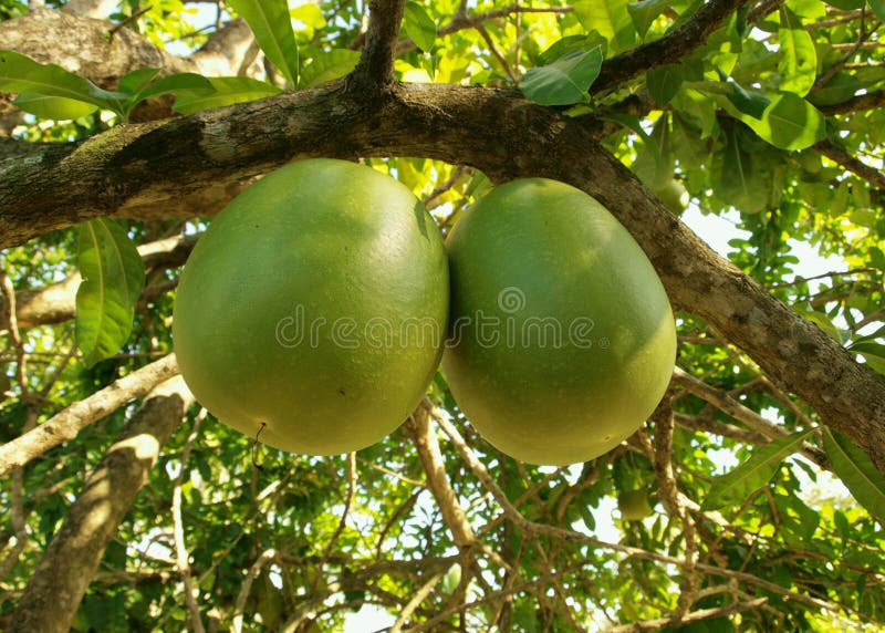 Exotic fruit pair stock image. Image of color, health - 18738073