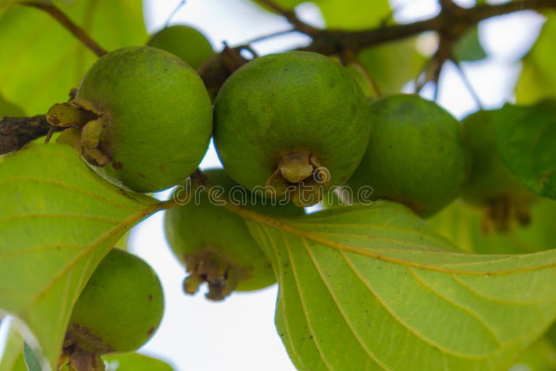 Exotic Fruits Called Champas Stock Image - Image of environment, farm ...