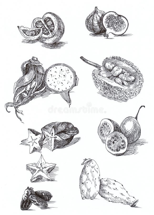 Fruits, Vegetables, Flowers Stock Illustration - Illustration of floral ...