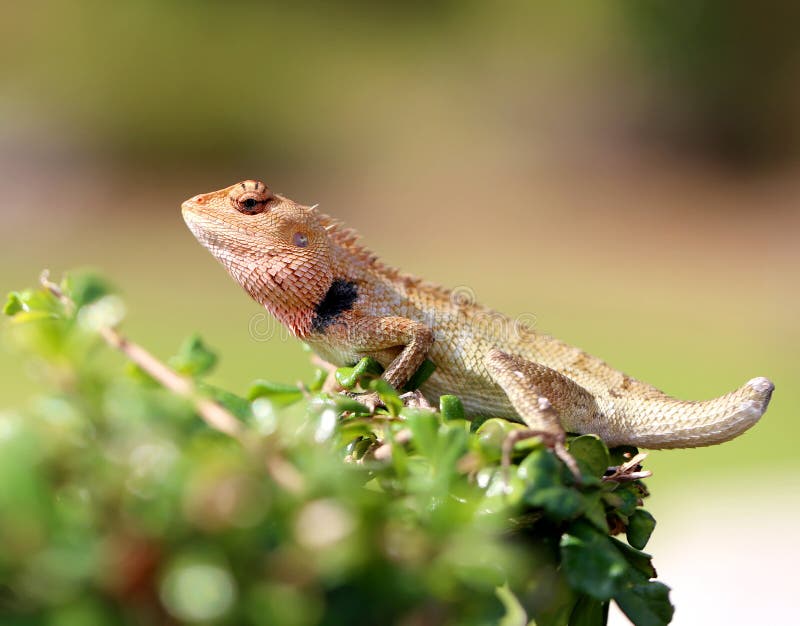 Exotic fun lizard stock image. Image of botanical, elegant - 38147585