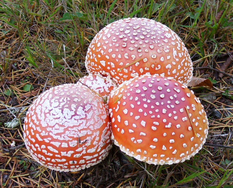 Exotic fungi stock photo. Image of rare, color, mushrooms - 3502616