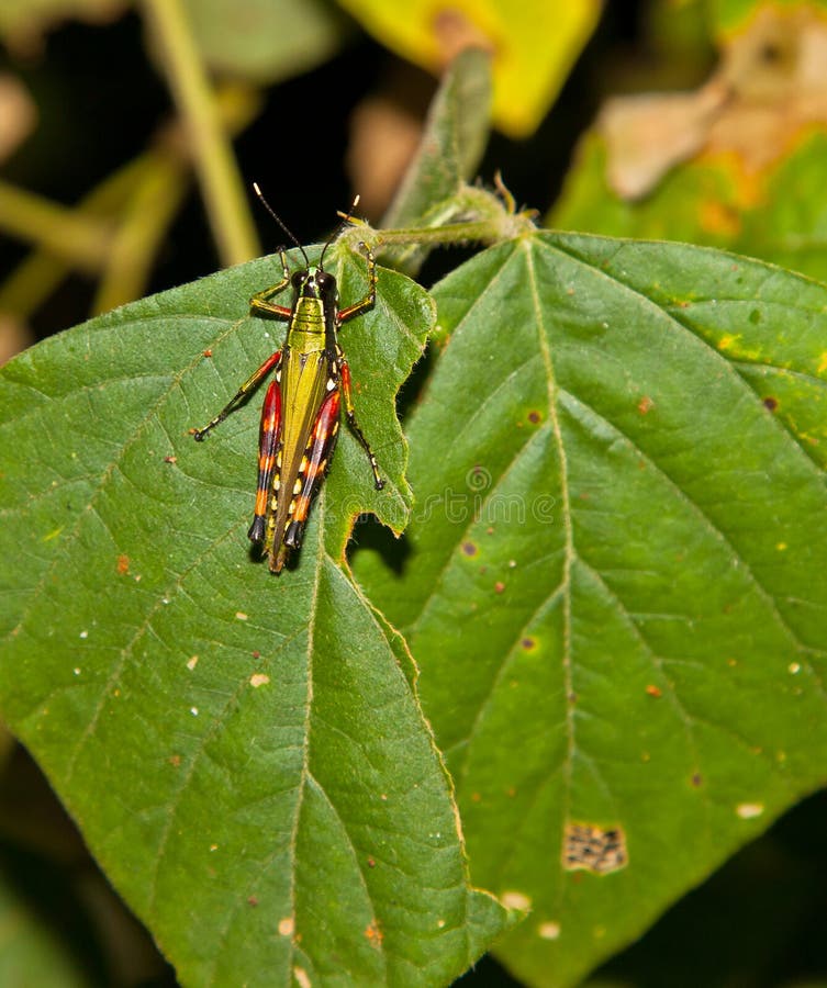 Peruvian Grasshopper Stock Photos - Free & Royalty-Free Stock Photos ...